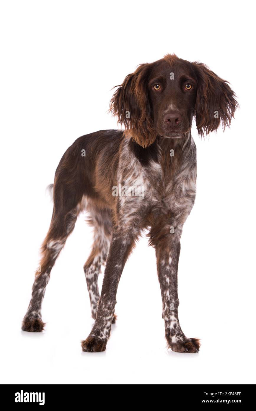 Small munsterlander dog isolated on white background Stock Photo - Alamy