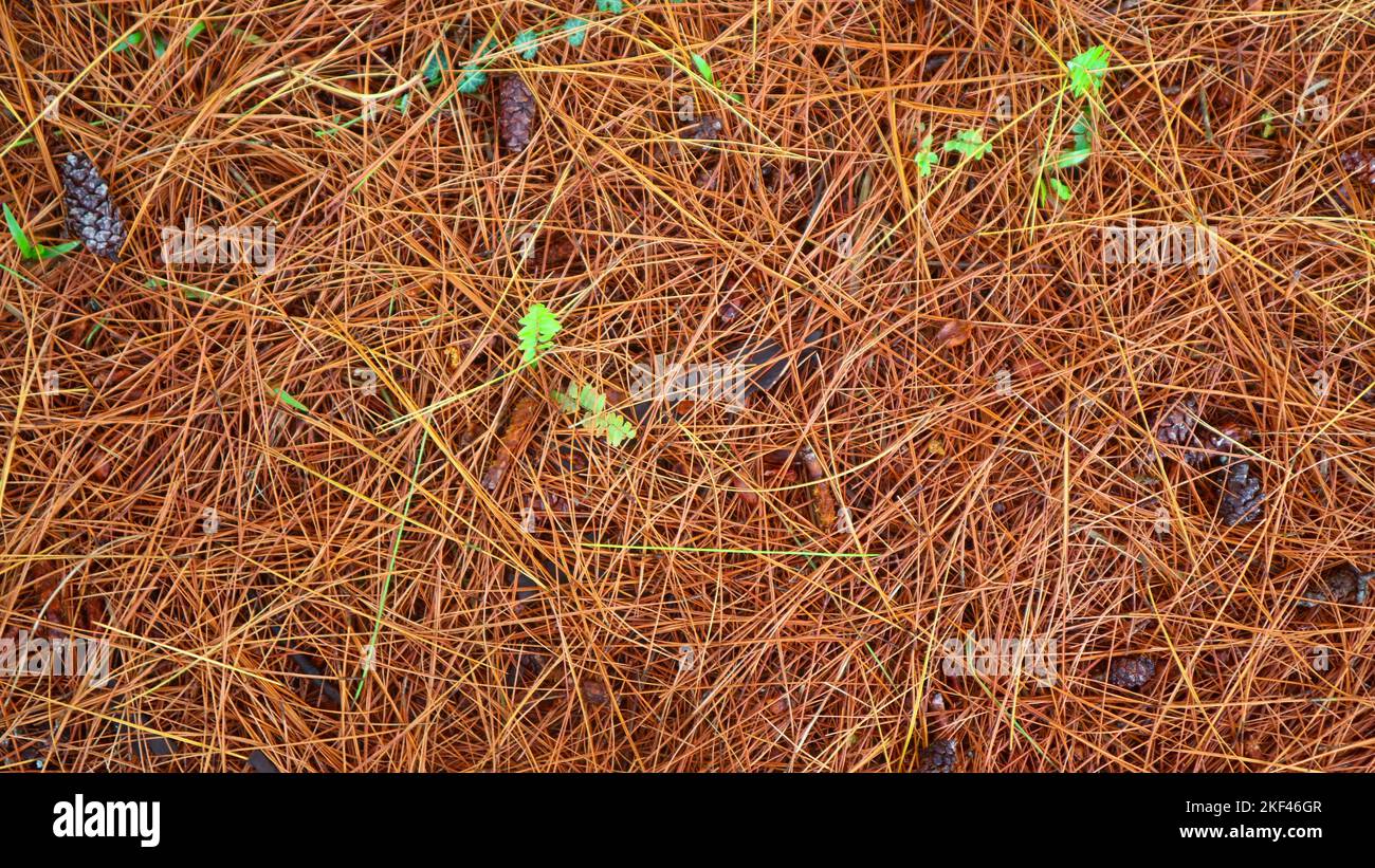 Dry jack tree leaves hi-res stock photography and images - Alamy