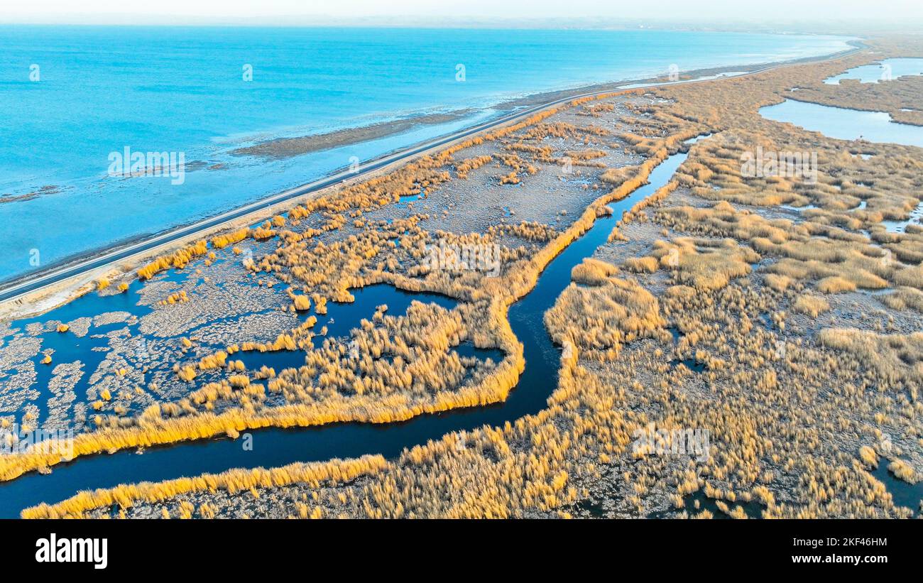 Aerial photo shows the scenery of the reed in Bosten Lake Wetland, Bohu ...