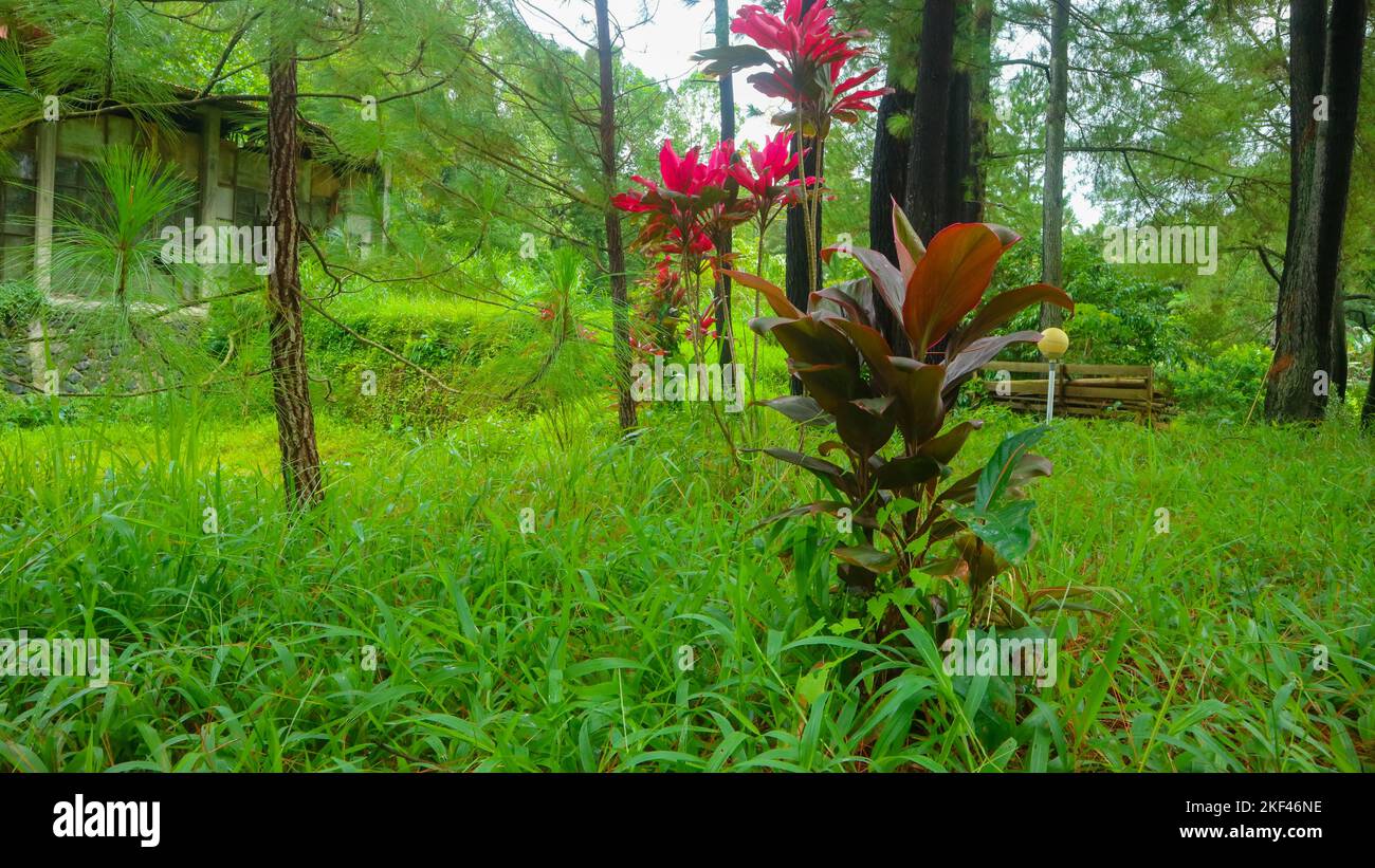 red hawaiian ti plants with green grass Stock Photo - Alamy