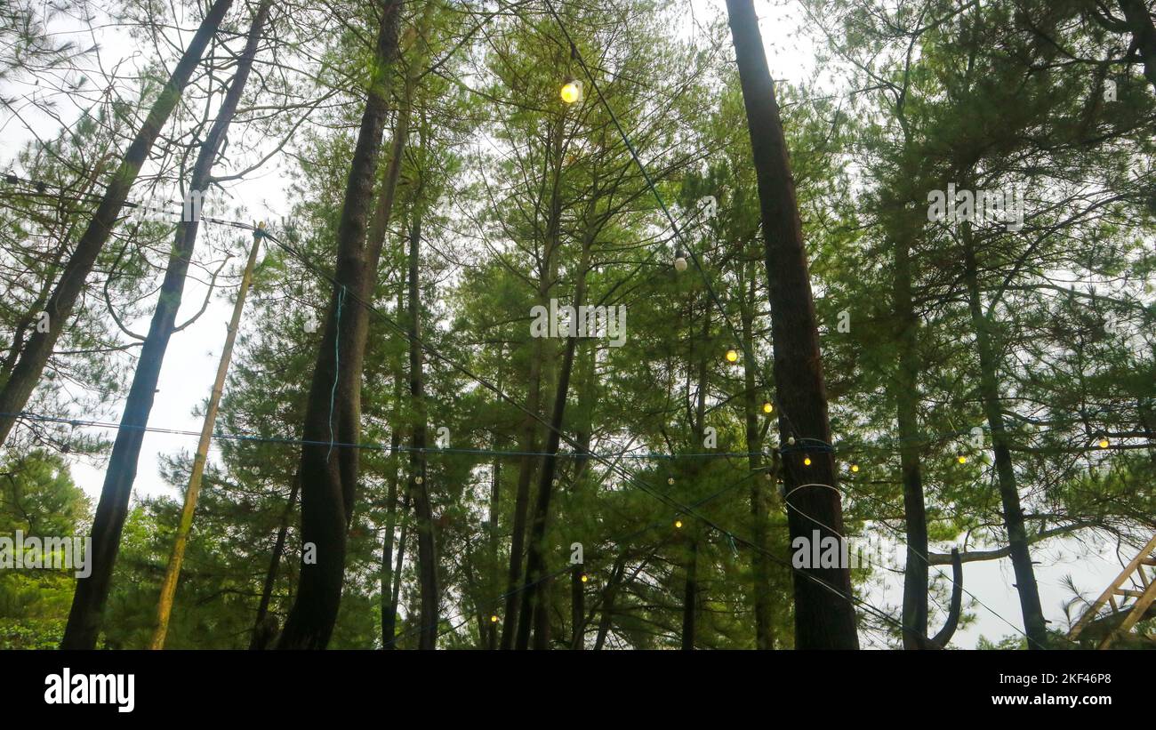 beautiful pine tree seen from below Stock Photo - Alamy