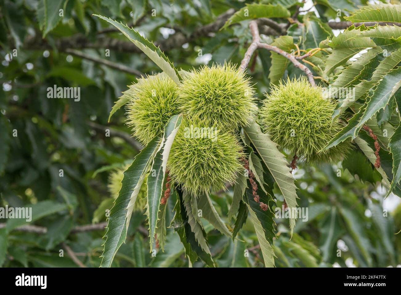 Marigoule hi-res stock photography and images - Alamy