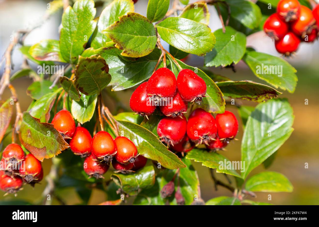 Thought to be Broad-leaved Cockspur Thorn, Crataegus prunifolia ...