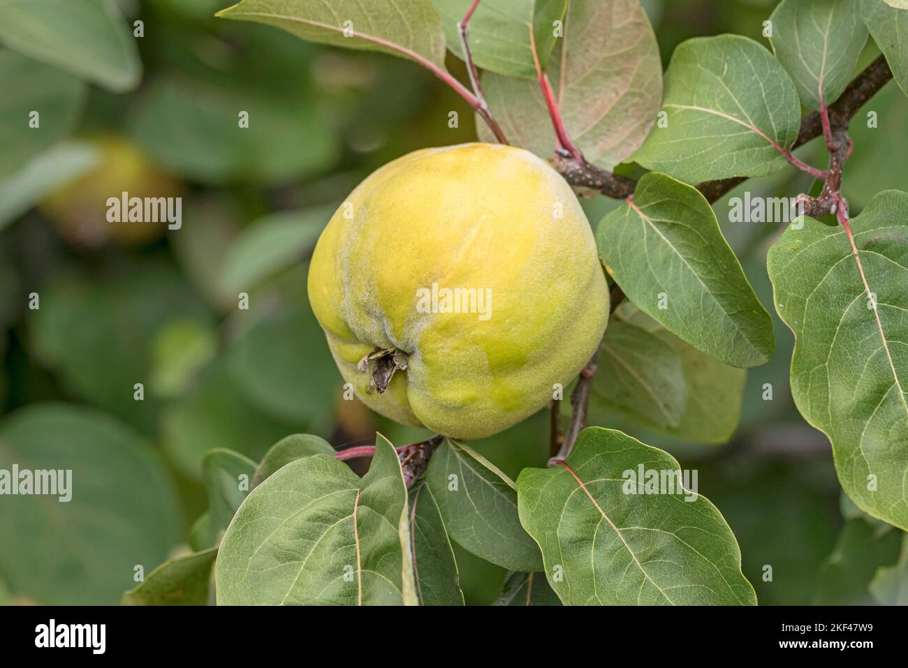 Quitte (Cydonia oblonga 'Cydopom' Stock Photo - Alamy