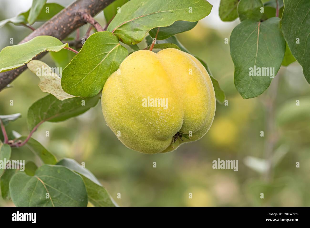 Apfel-Quitte (Cydonia oblonga 'Konstantinopeler' Stock Photo - Alamy