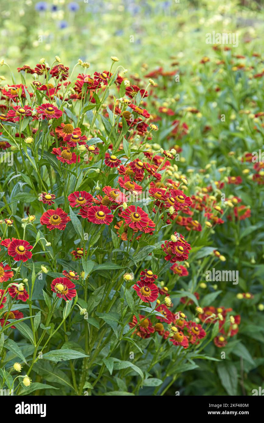Helenium rubinzwerg hi-res stock photography and images - Alamy