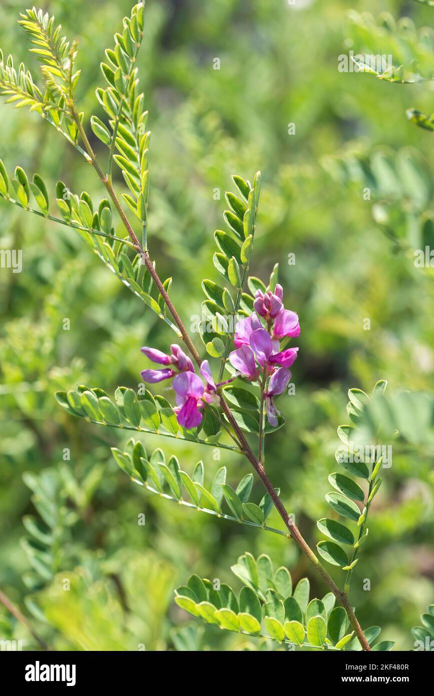 Indigofera dosua hort hi-res stock photography and images - Alamy
