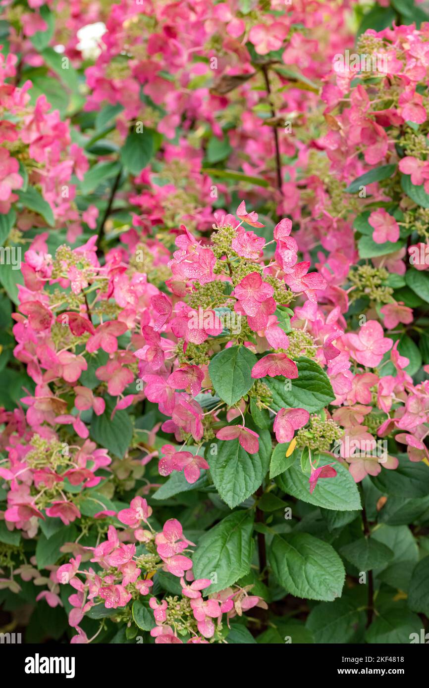 Rispen-Hortensie (Hydrangea paniculata MAGICAL FLAME Stock Photo - Alamy