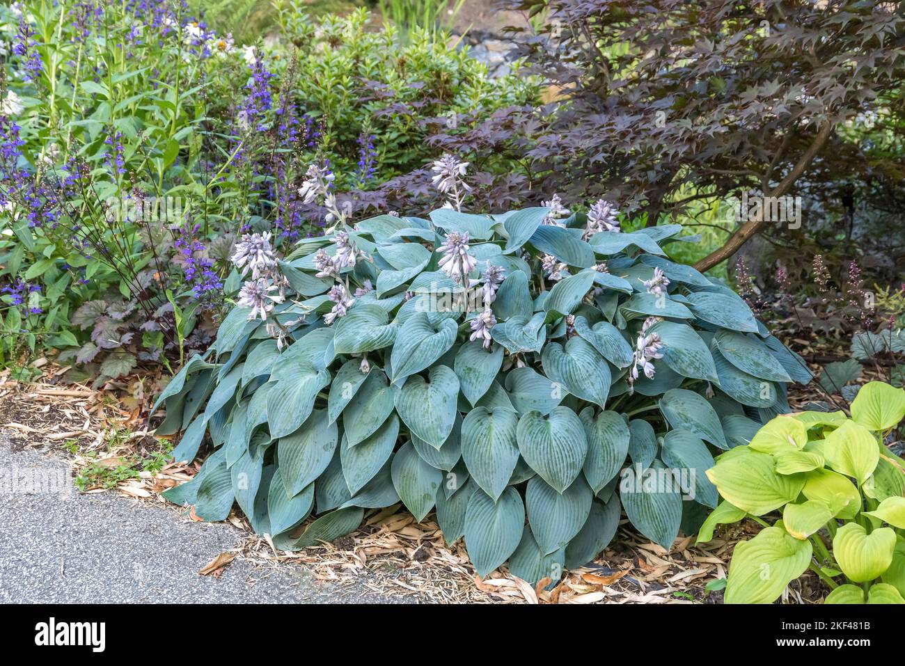 Funkie (Hosta 'Halcyon' Stock Photo - Alamy