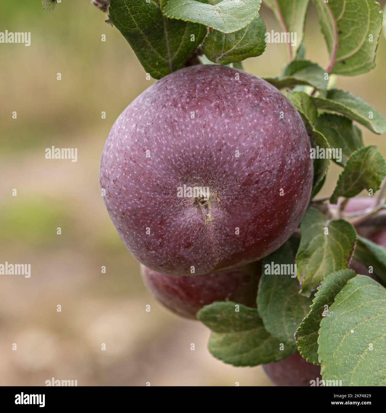 Apfel (Malus domestica 'Api Noir' Stock Photo - Alamy