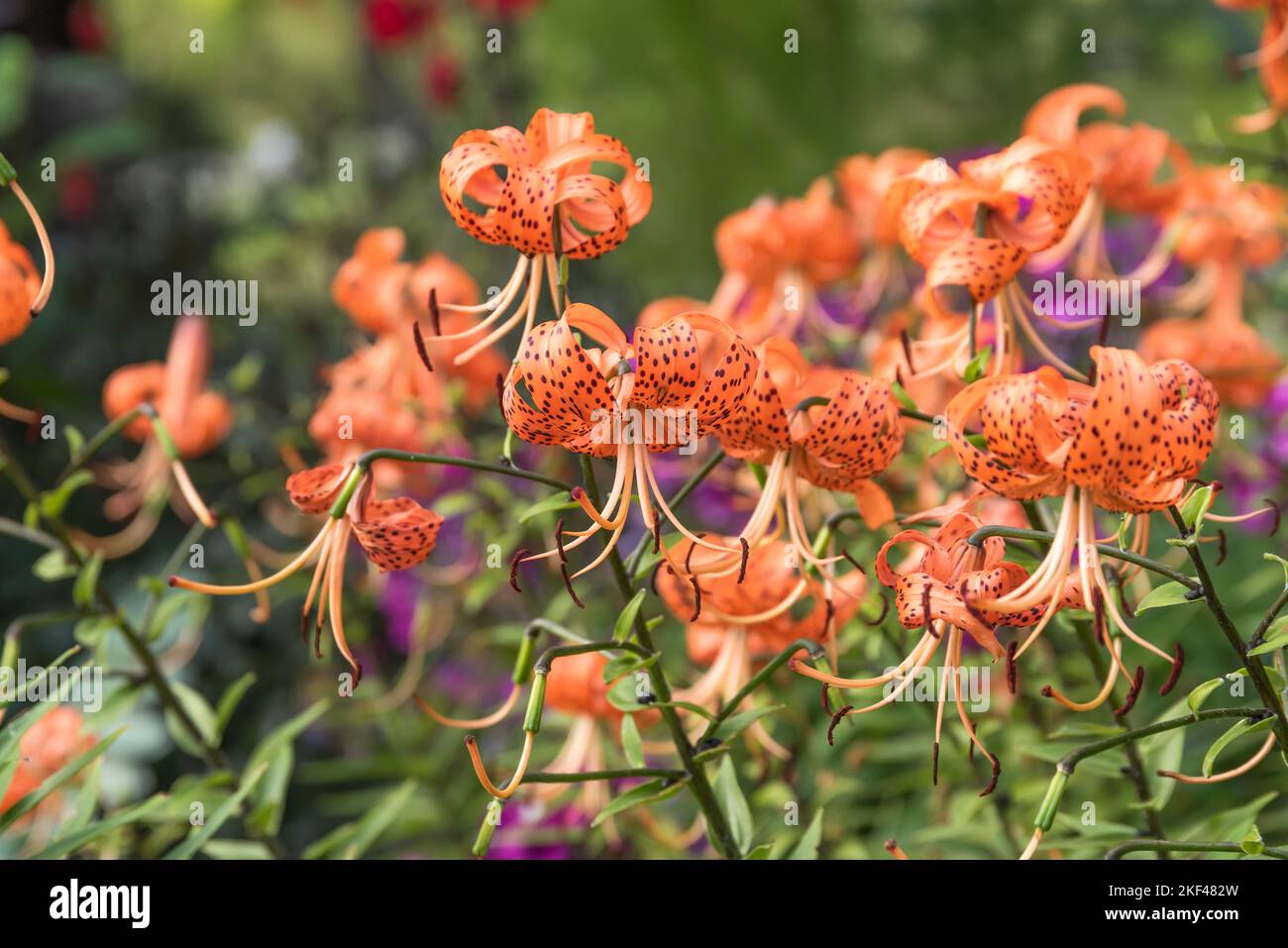 Tiger-Lilie (Lilium lancifolium Stock Photo - Alamy