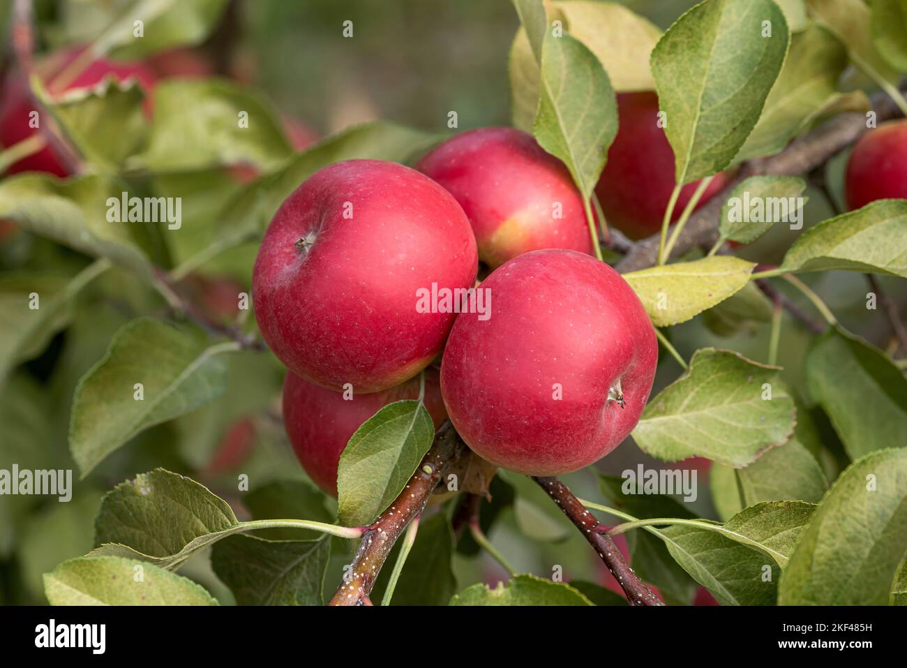 Topaz apfel hi-res stock photography and images - Alamy