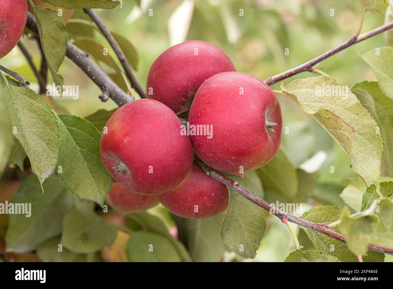 Topaz apfel hi-res stock photography and images - Alamy