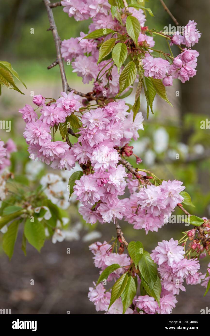 Hänge-Zierkirsche (Prunus 'Kiku-shidare-zakura' Stock Photo - Alamy