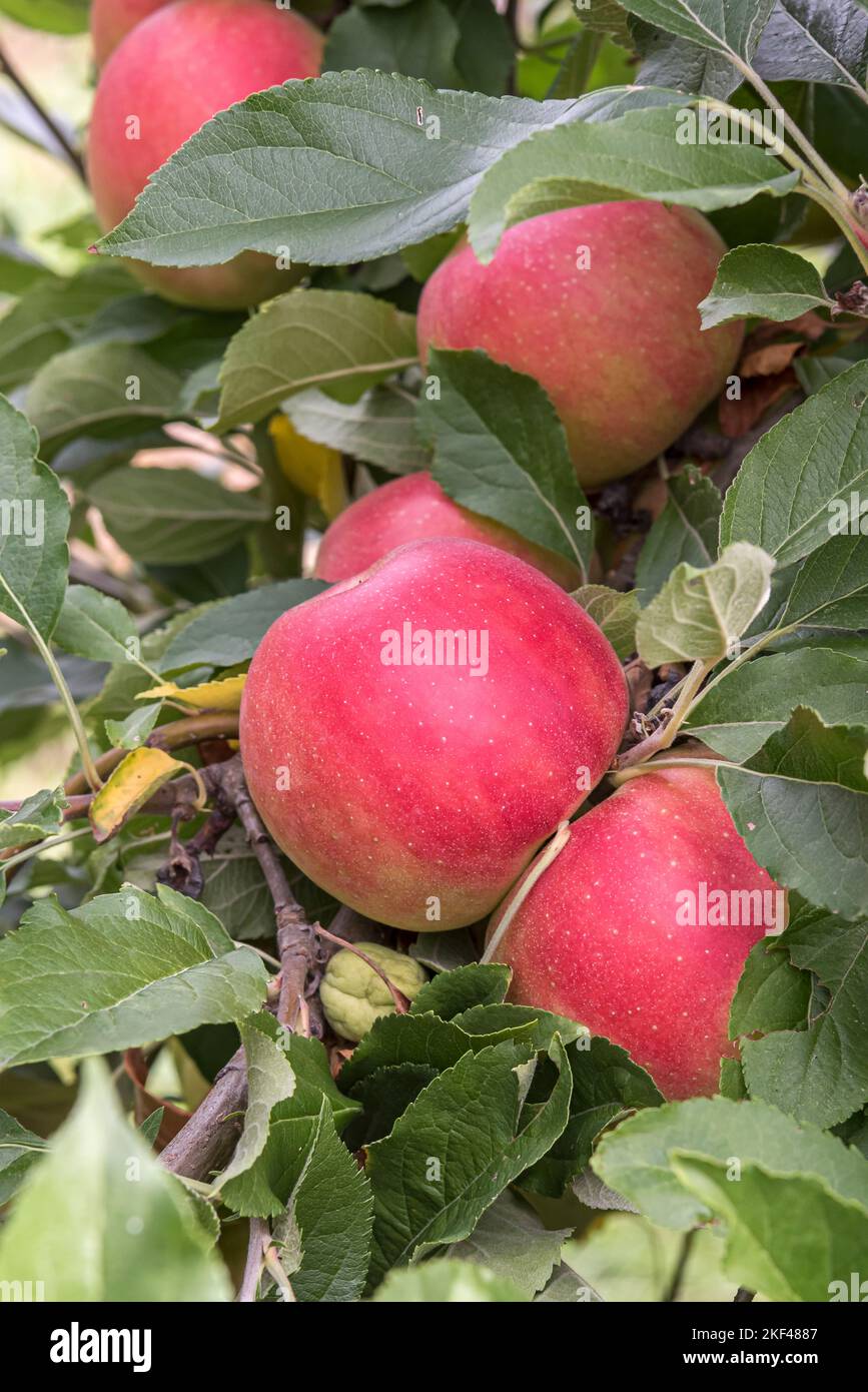 Apfel (Malus domestica JUNAMI Stock Photo - Alamy