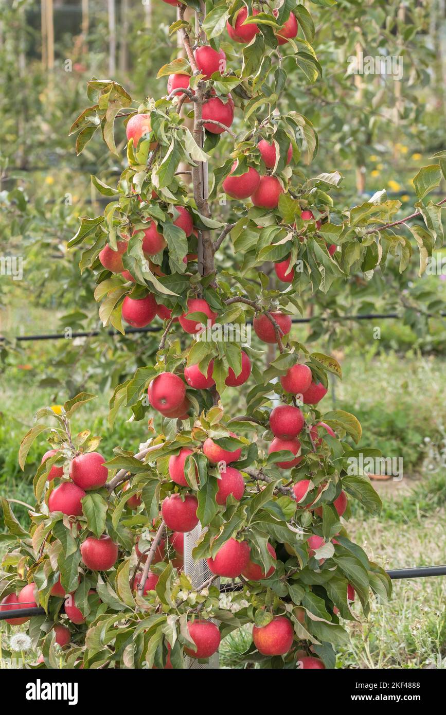 Apfel pinova hi-res stock photography and images - Alamy
