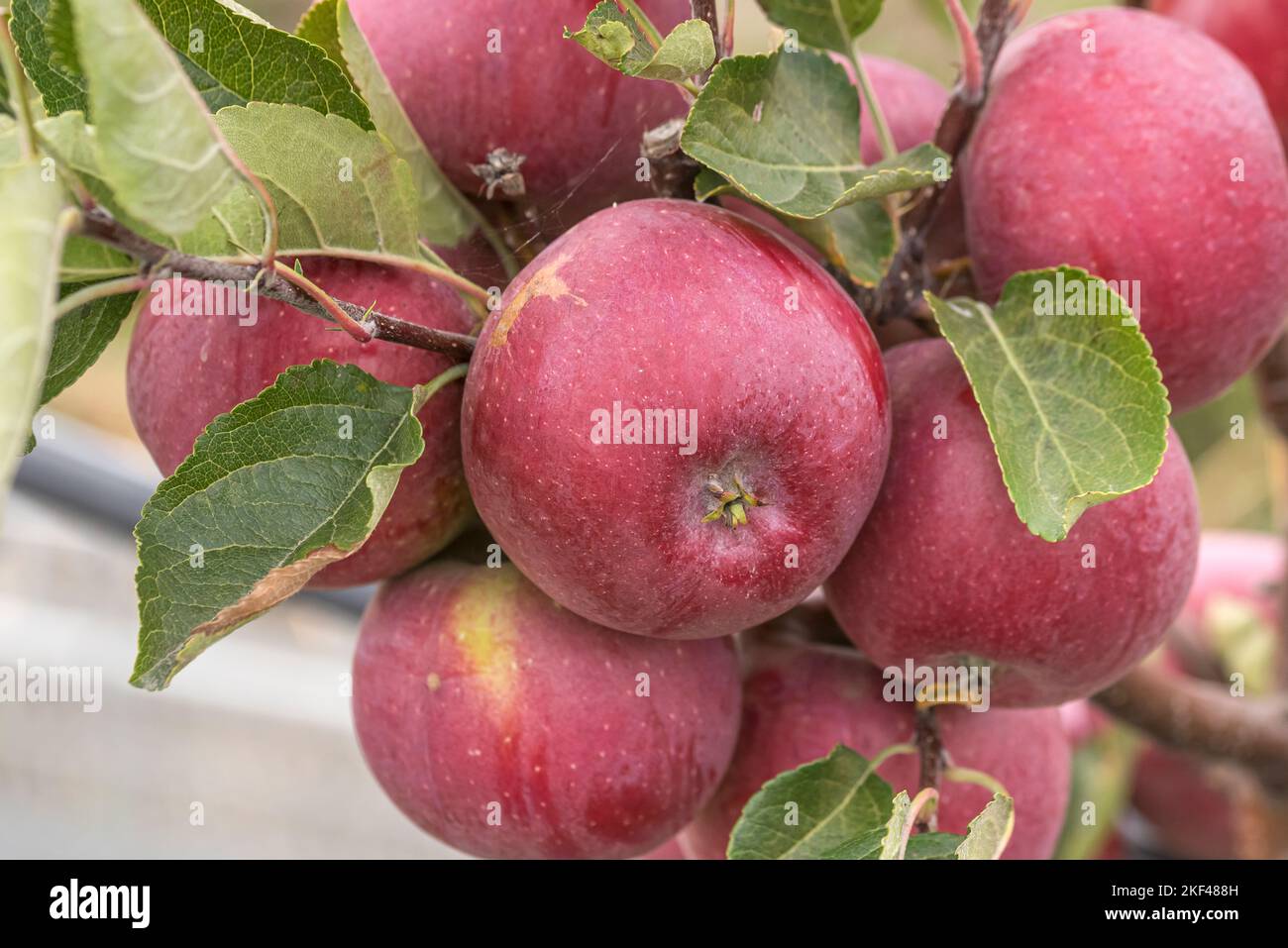 Apfel (Malus domestica 'Rene' Stock Photo - Alamy