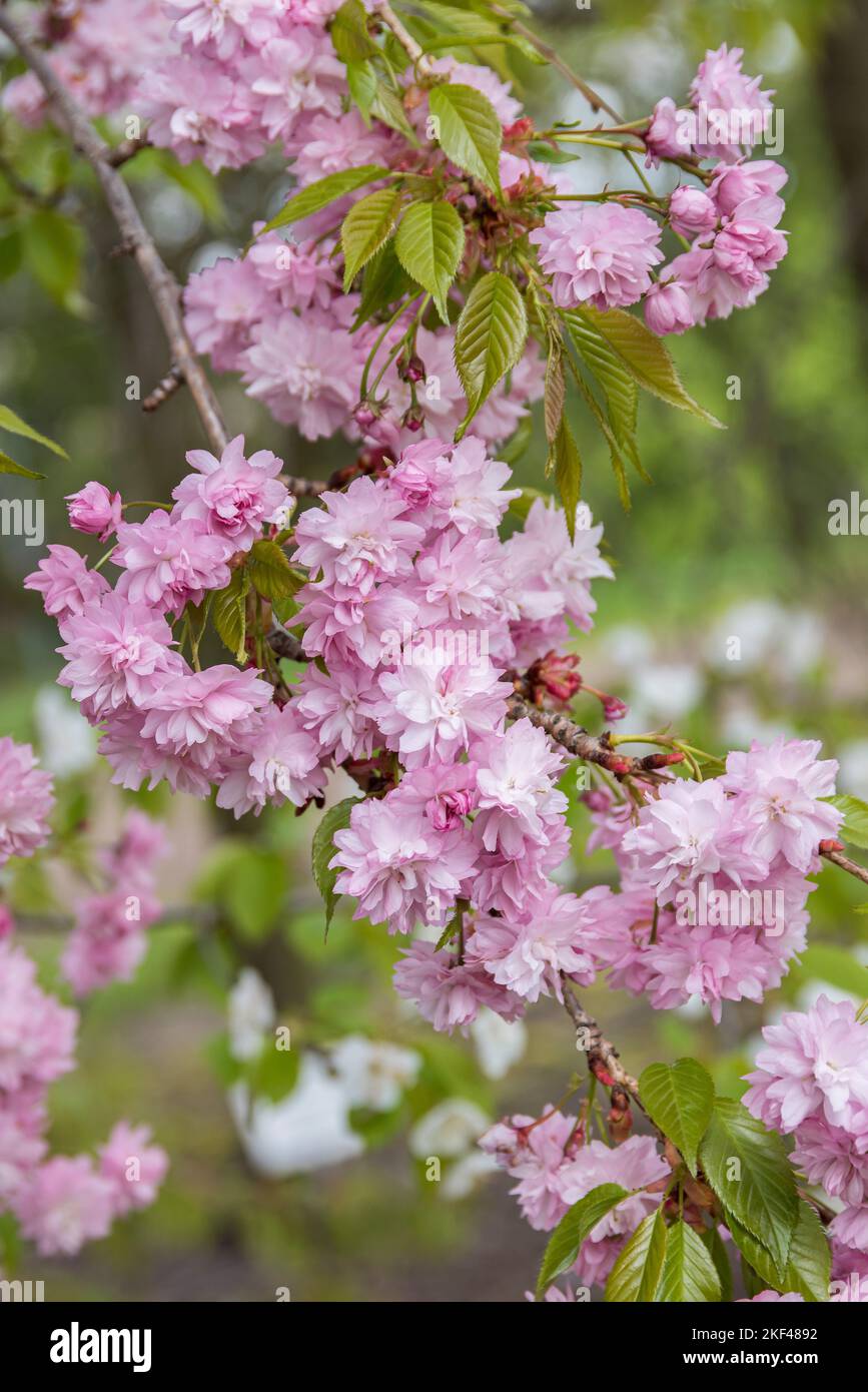 Hänge-Zierkirsche (Prunus 'Kiku-shidare-zakura' Stock Photo - Alamy
