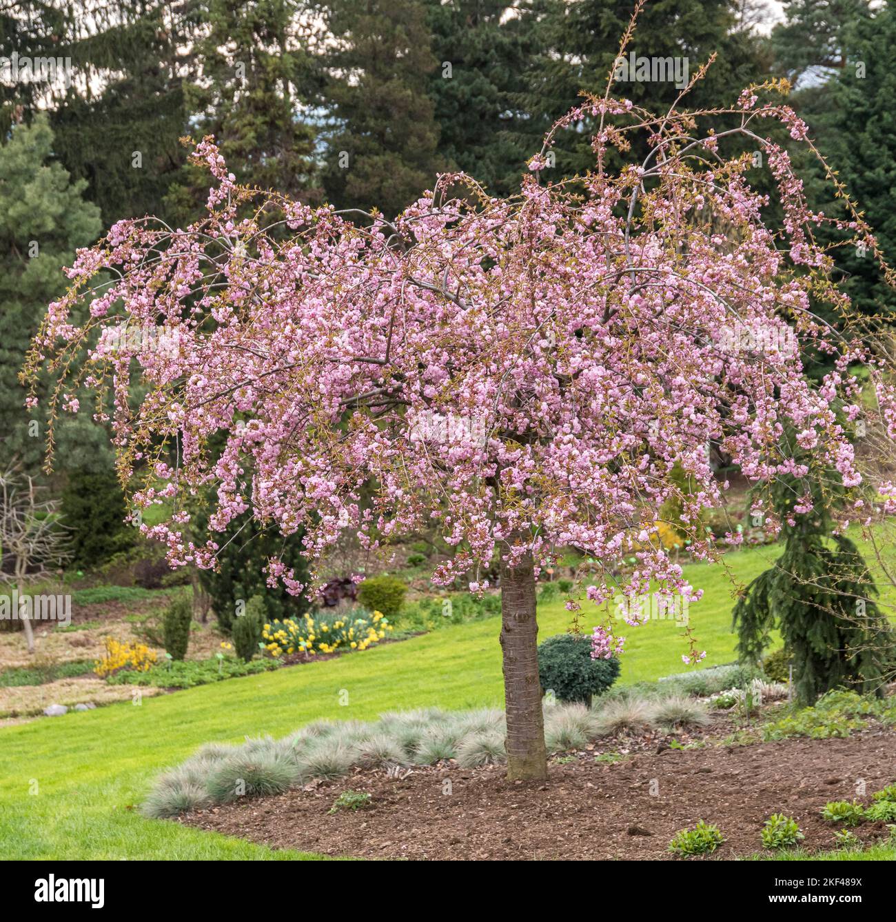Hänge-Zierkirsche (Prunus 'Kiku-shidare-zakura' Stock Photo - Alamy