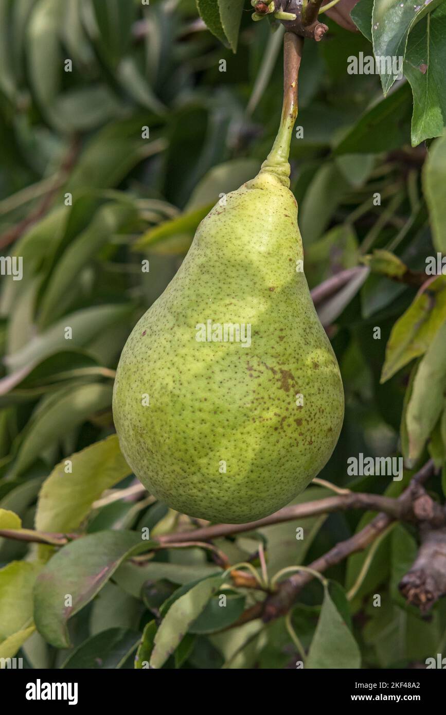 Birne (Pyrus communis 'Harrow Sweet' Stock Photo - Alamy