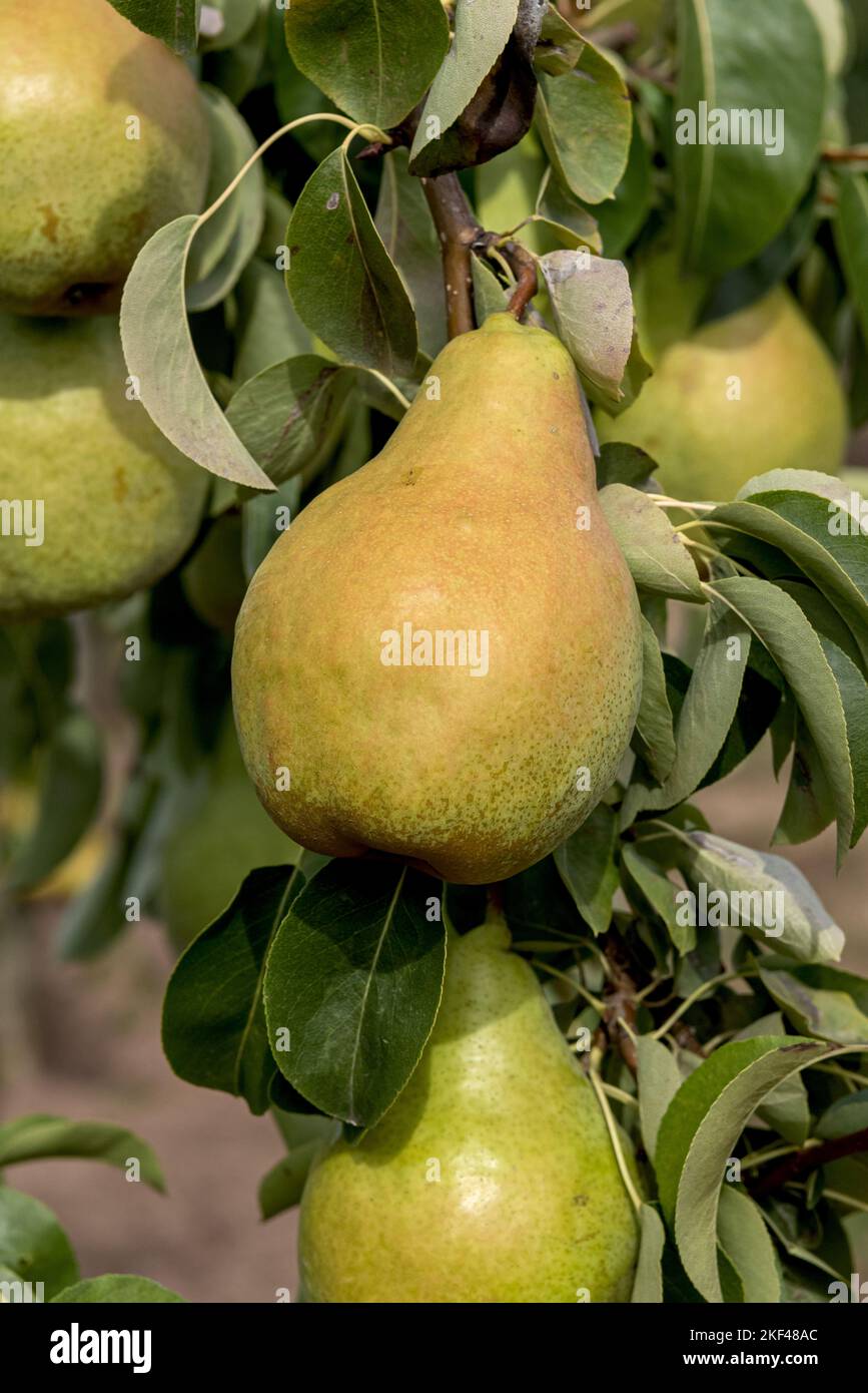 Pyrus novembra hi-res stock photography and images - Alamy