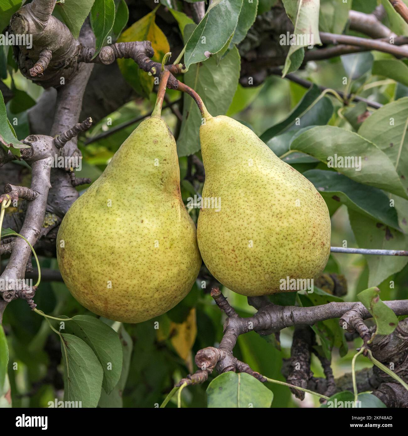 Pyrus harrow sweet hi-res stock photography and images - Alamy