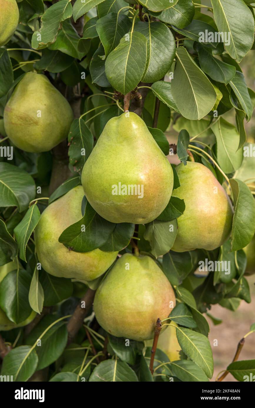Pyrus obelisk hi-res stock photography and images - Alamy