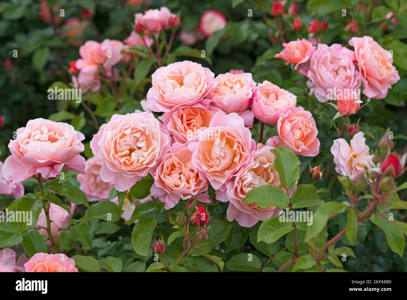 Beet-Rose (Rosa MARIE CURIE Stock Photo - Alamy