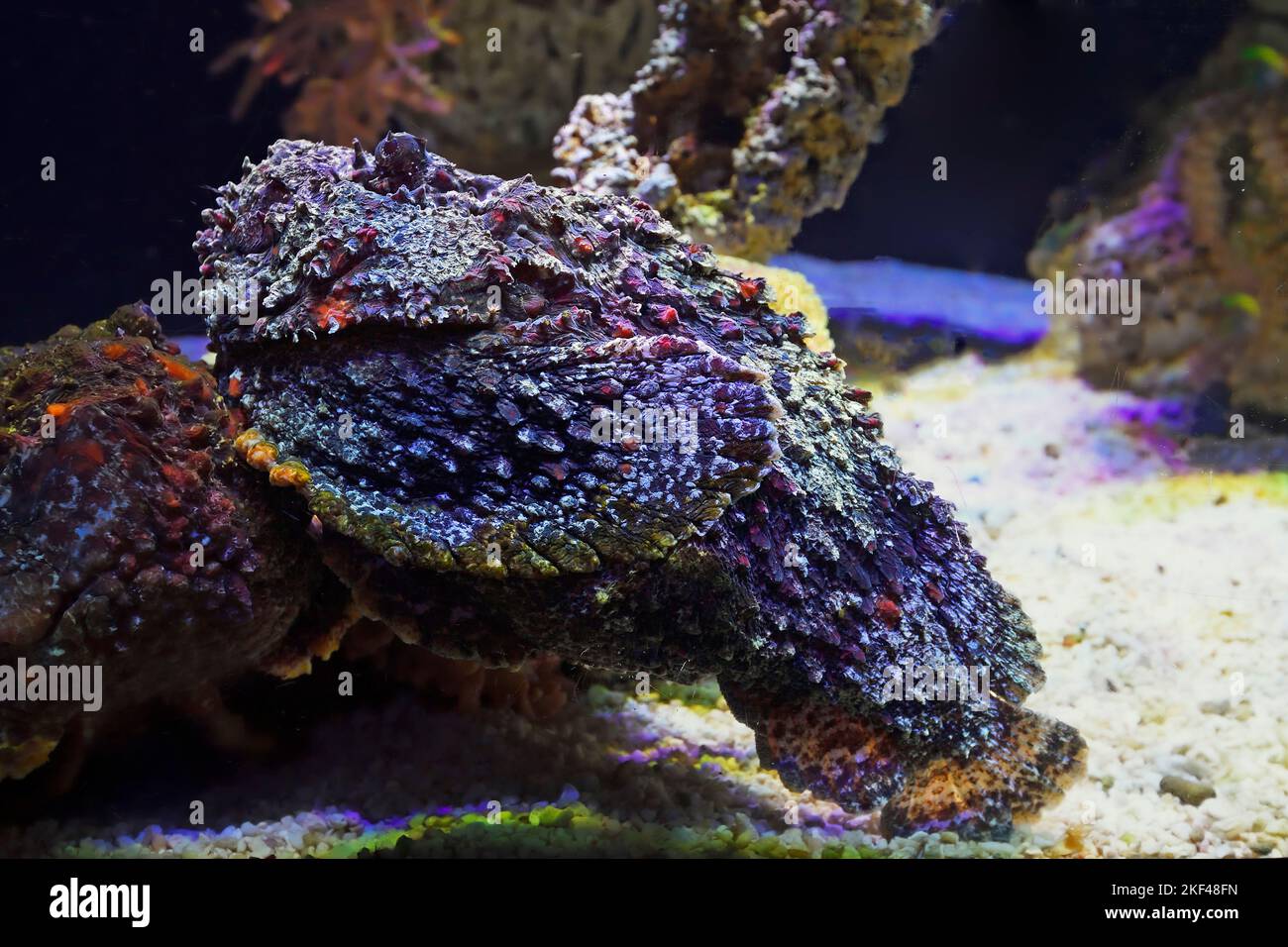 Steinfisch (Synanceia verrucosa), Aquarium,Ozeanographisches Museum ...