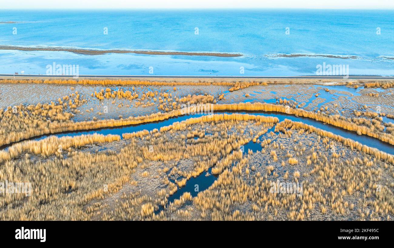 Aerial photo shows the scenery of the reed in Bosten Lake Wetland, Bohu ...