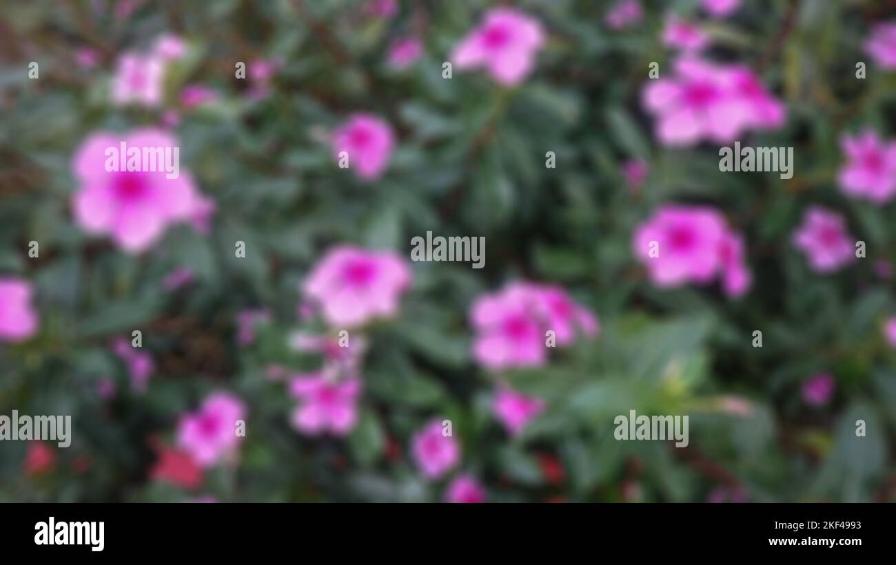 beautiful and amazing pink Periwinkle flower Stock Photo - Alamy