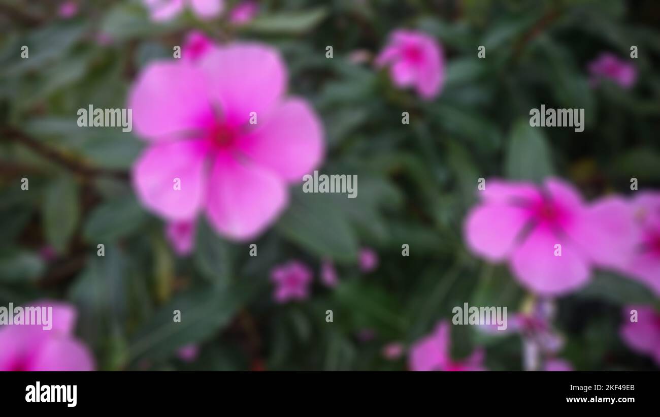 beautiful and amazing pink Periwinkle flower Stock Photo - Alamy