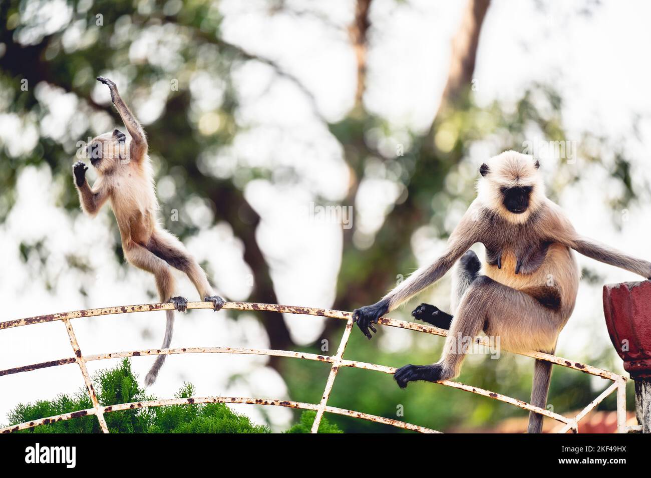 The Southern plains gray langur (Semnopithecus dussumieri) monkeys ...