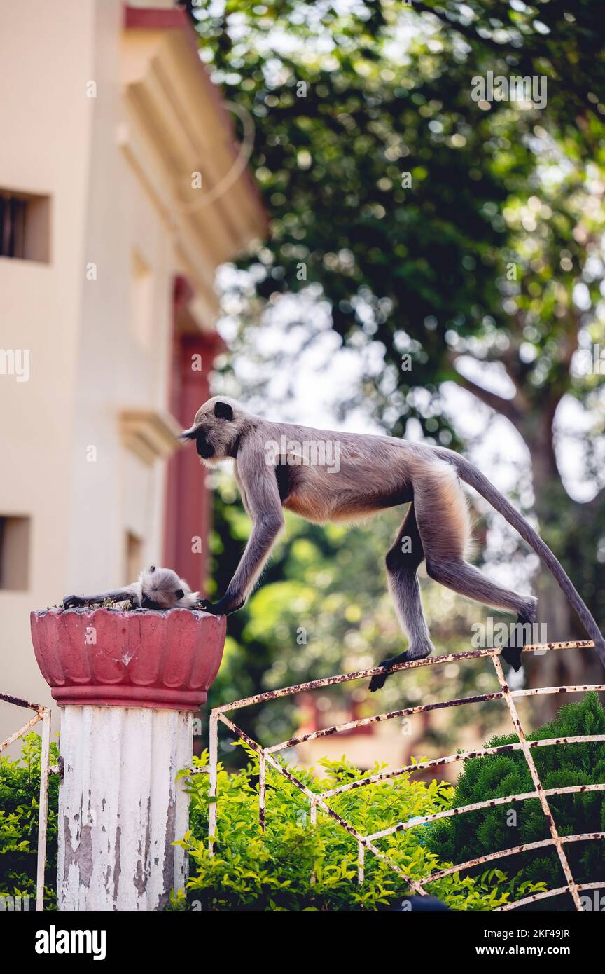 A vertical shot of Southern plains gray langur (Semnopithecus ...