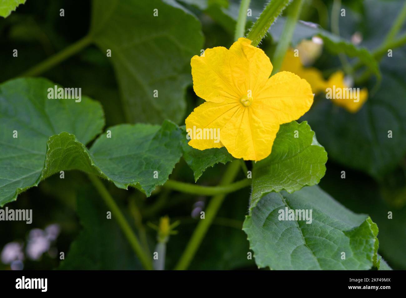 A large yellow zucchini flower in the garden. Flowering of vegetable ...