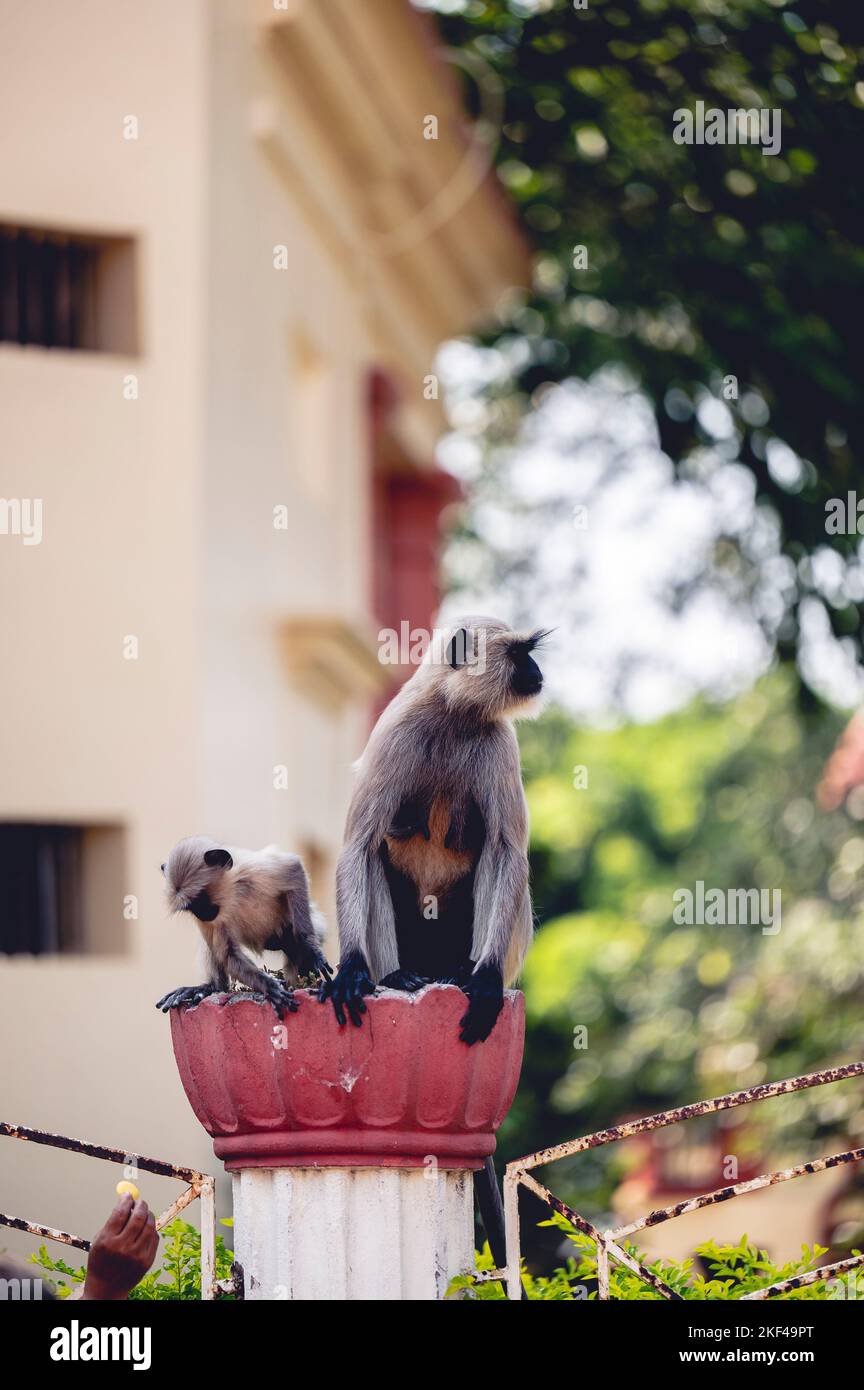 A vertical shot of Southern plains gray langur (Semnopithecus ...