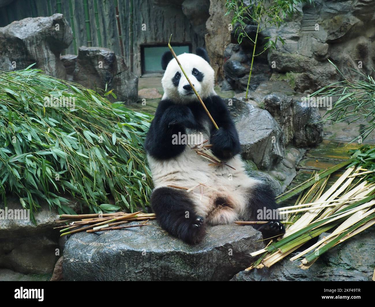 The cute giant panda is eating apples in Beijing Zoo, Beijing, China ...