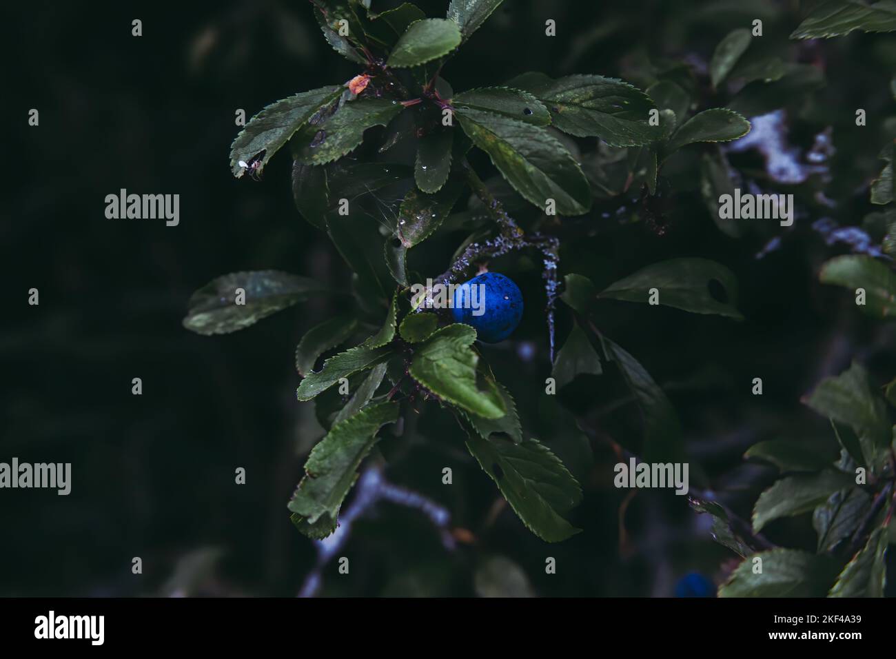 Singular blueberry hi-res stock photography and images - Alamy