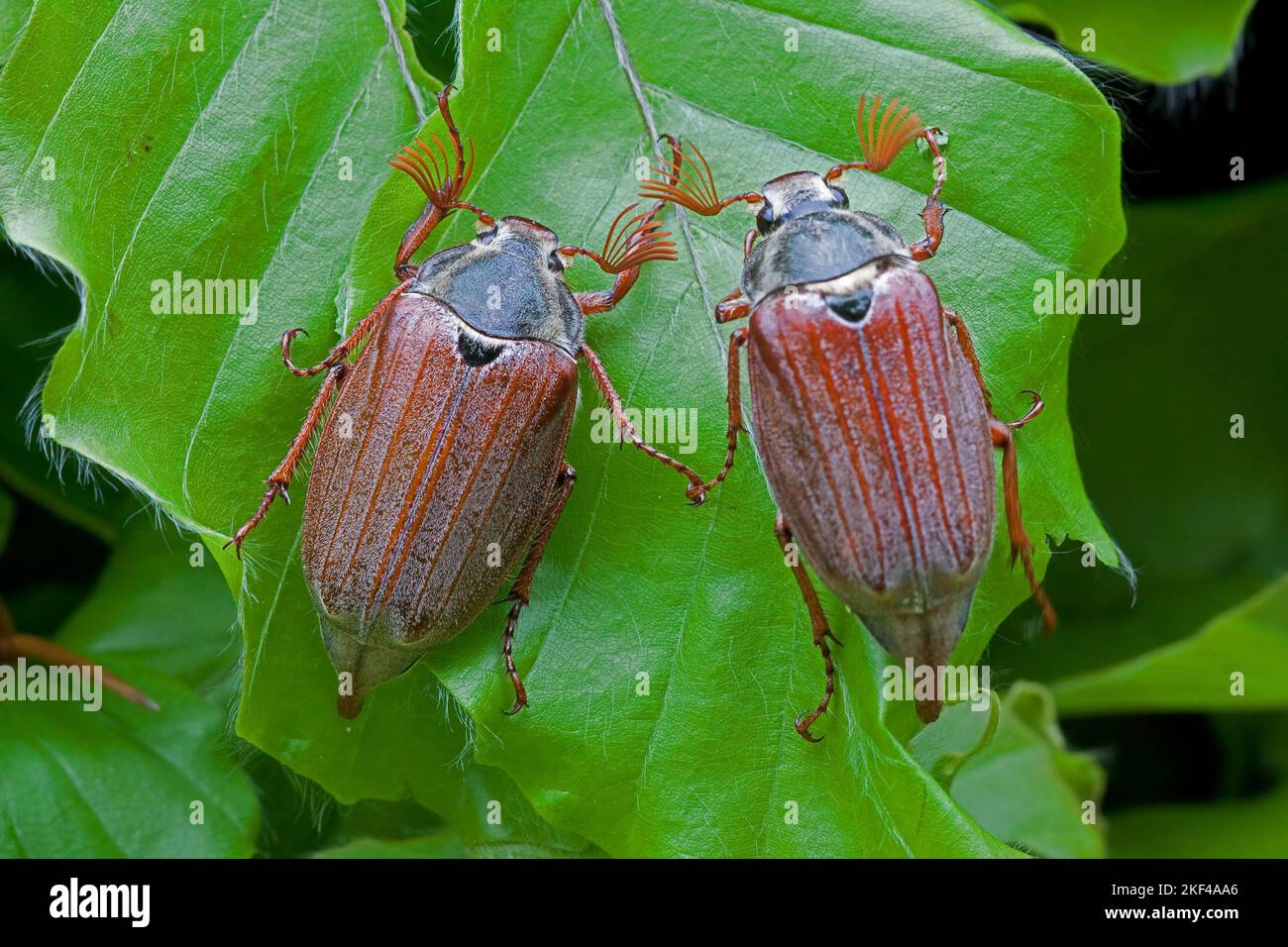 Insekten fotografie hi-res stock photography and images - Alamy