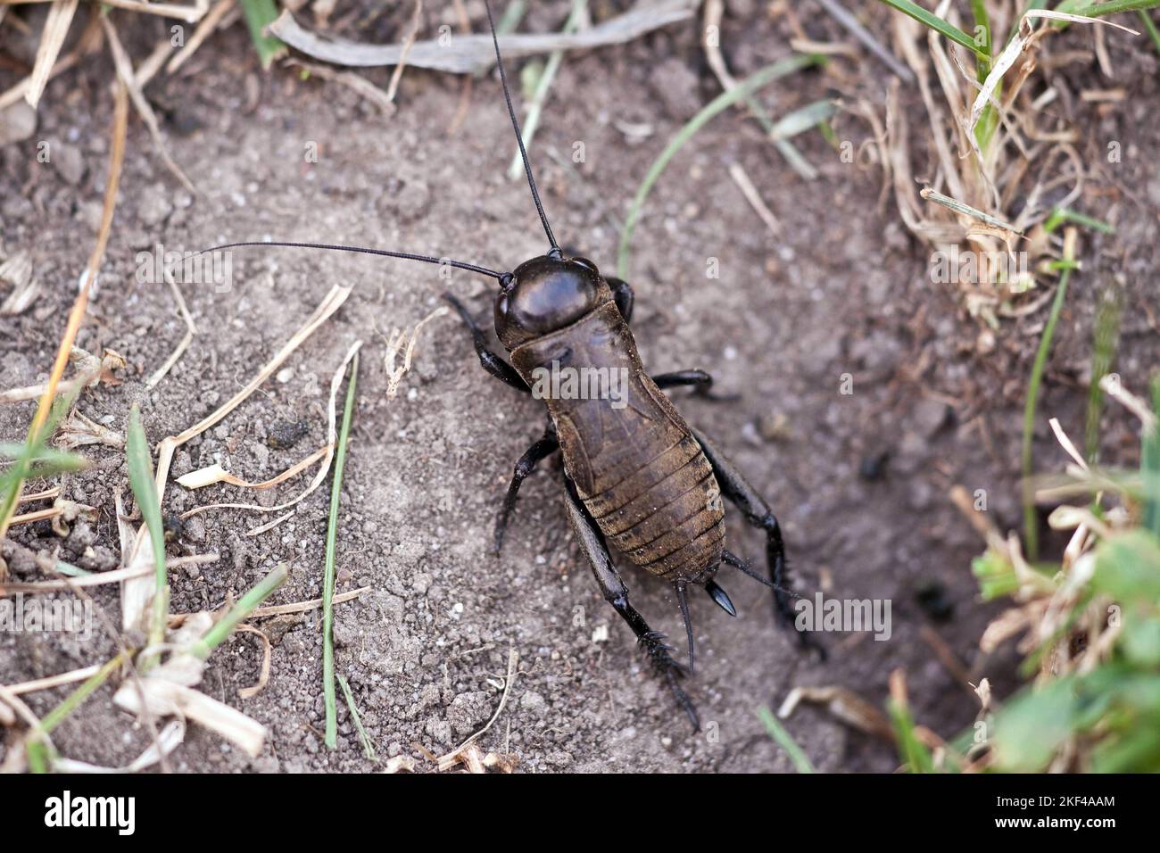 Feldgrille (Gryllus campestris) Nymphe Stock Photo - Alamy