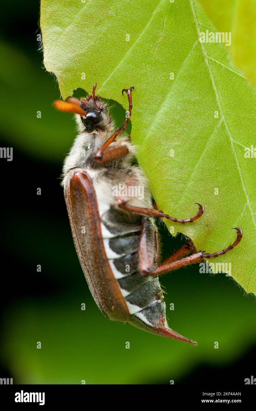 Tierwelt vertikal hi-res stock photography and images - Alamy