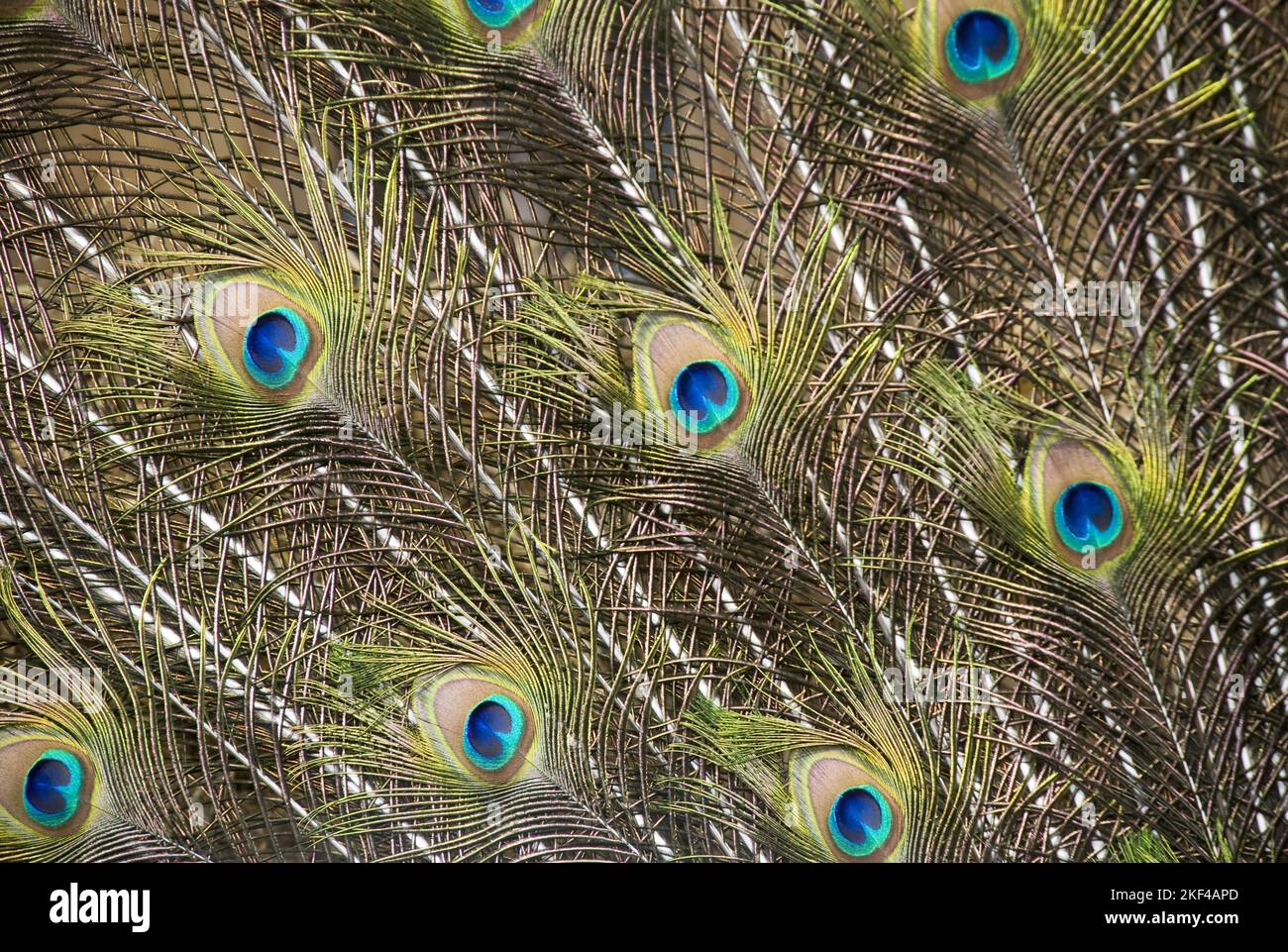 Pfauenfedern, Nahaufnahme, Blauer Pfau, (Pavo cristatus Stock Photo - Alamy