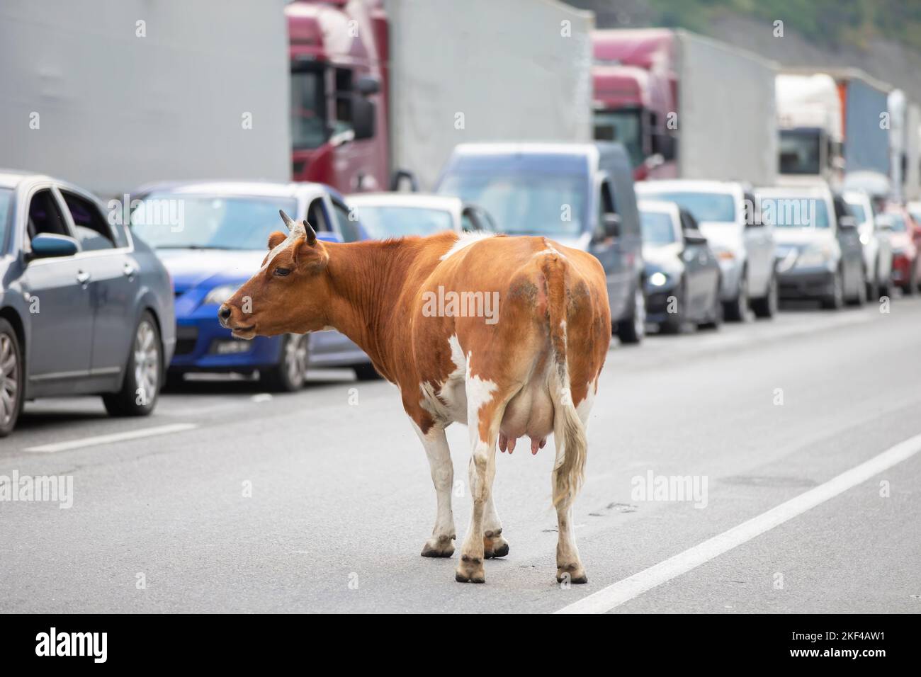 Cow Standing On A Truck