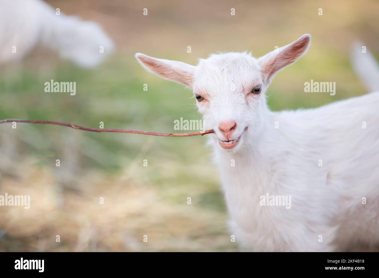 Cattle without horn cattle hi-res stock photography and images - Alamy