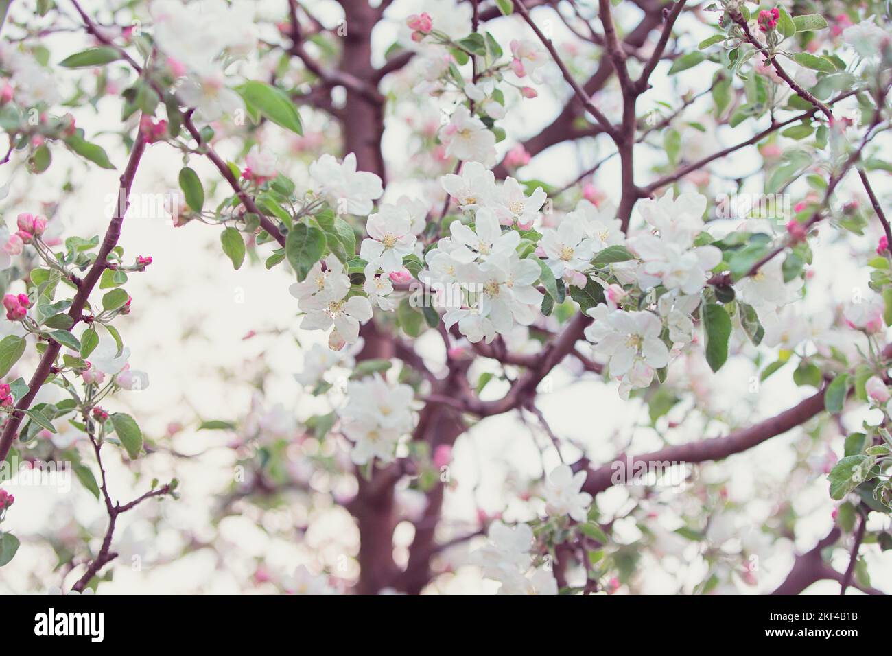 Spring background of blossoming apple tree branches Stock Photo - Alamy