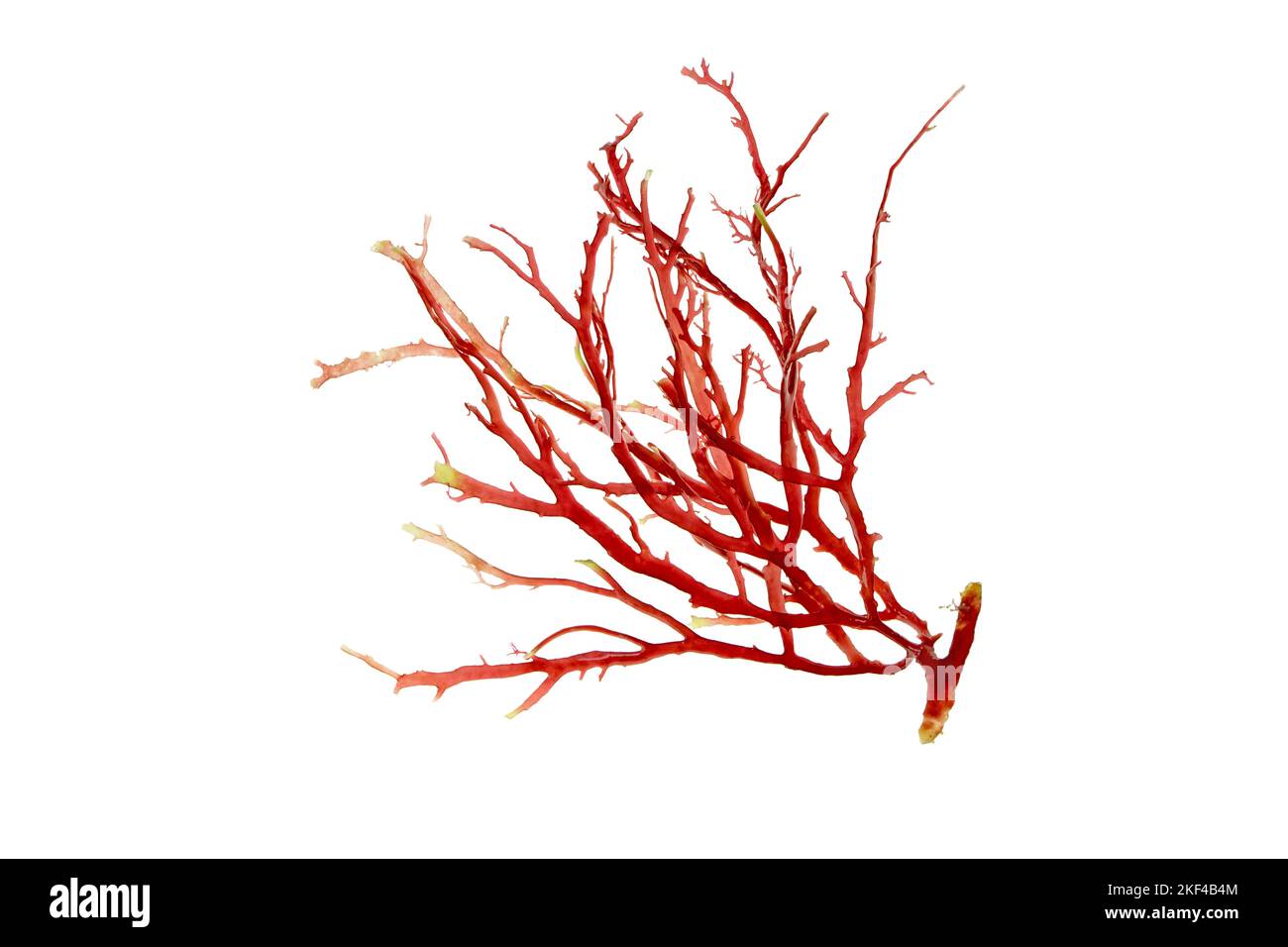 Rhodophyta or red algae branch isolated on white Stock Photo - Alamy