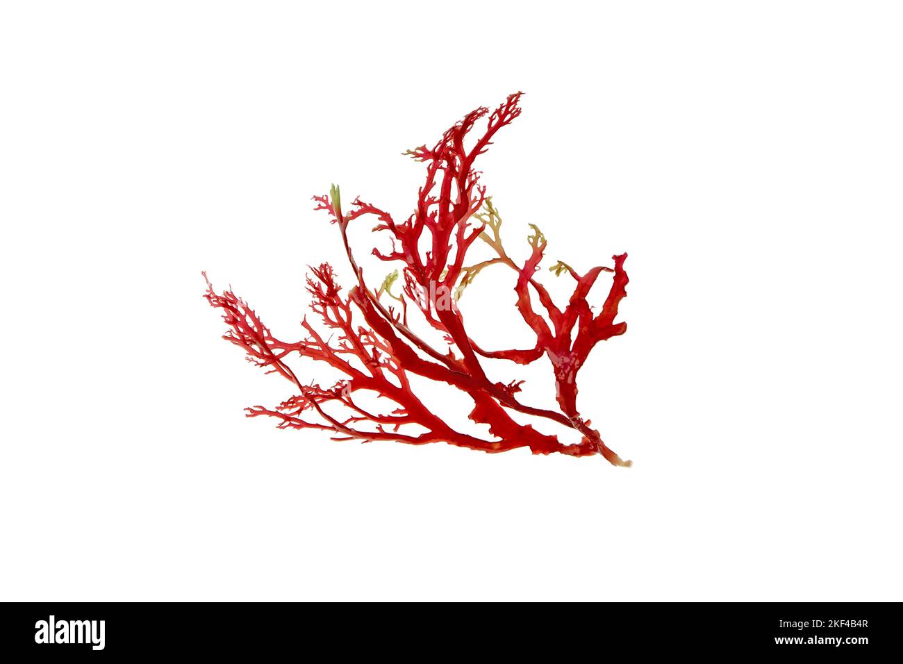 Red seaweed or algae branch isolated on white Stock Photo - Alamy