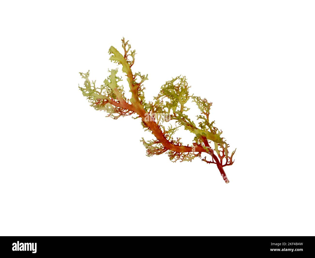Marine algae branch isolated on white Stock Photo - Alamy