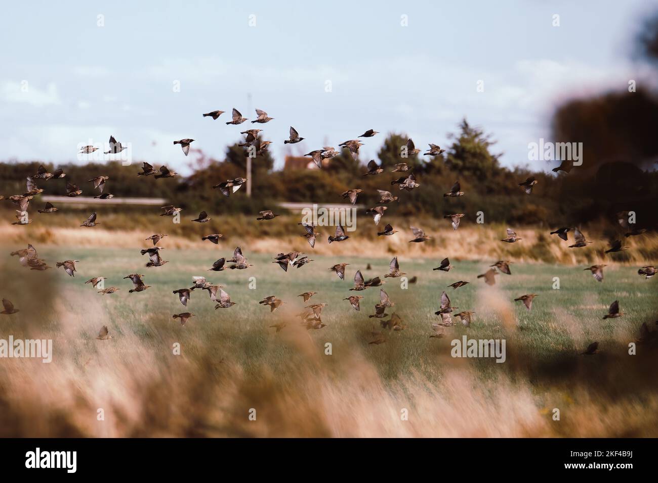 Flock of Birds Flying out of the Shrubs Stock Photo - Alamy