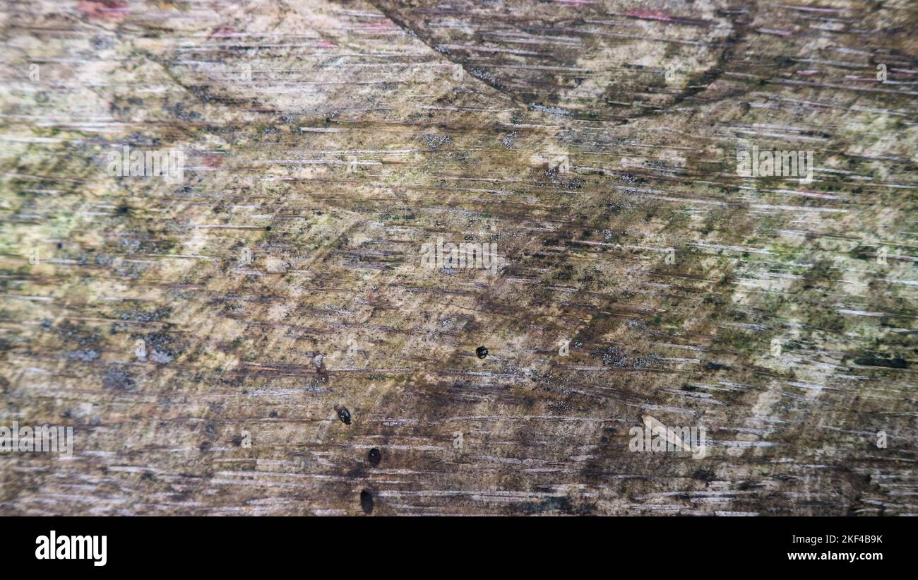 amazing wood texture as background Stock Photo - Alamy